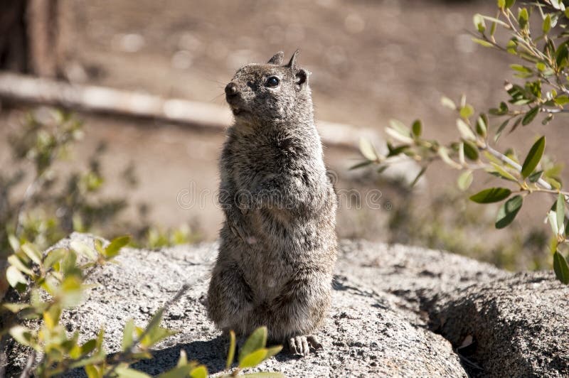 Gofers hard life stock image. Image of natural, north - 13475663