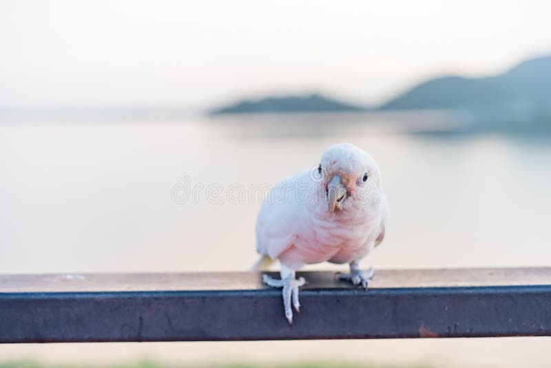 Cockatoo Bird Standing on the Ram Stairs Stock Photo - Image of ...