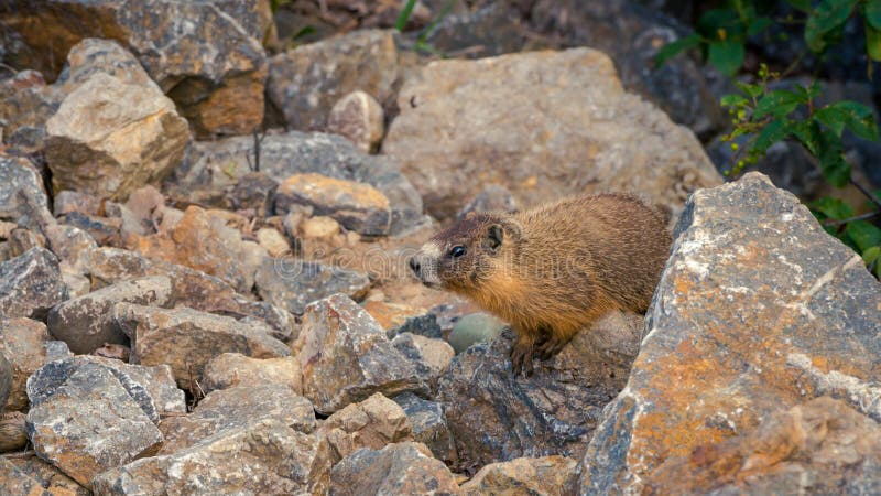 Curious Wild Gopher Watches from Some Rocks. Stock Photo - Image of ...