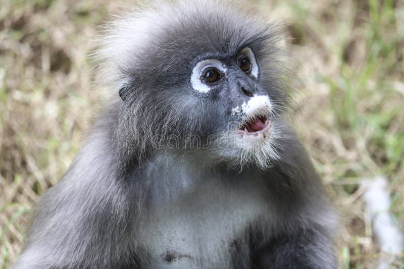 Goggle Dusky Leaf Monkey Closeup. Funny Spectacled Langur Stock Photo ...