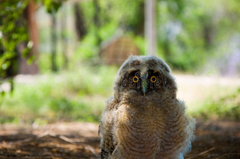 Goggle-eyed stock photo. Image of look, birds, national - 27211326