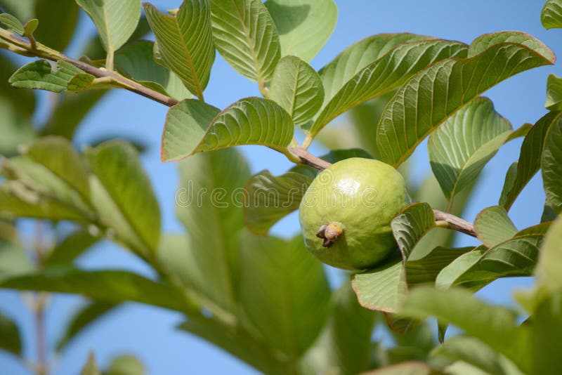 Goiaba imagem de stock. Imagem de quadro, fresco, folhagem - 43445095