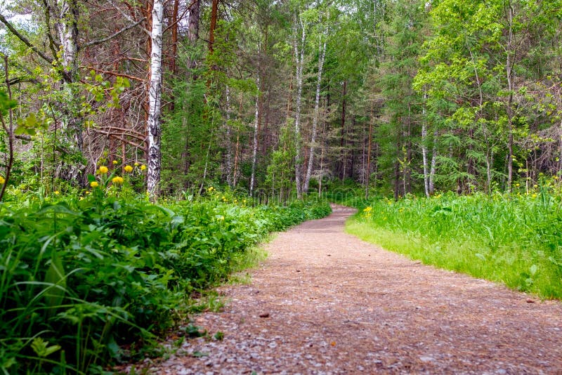 Going into the Distance Winding Path Going through the Woods for Walks ...