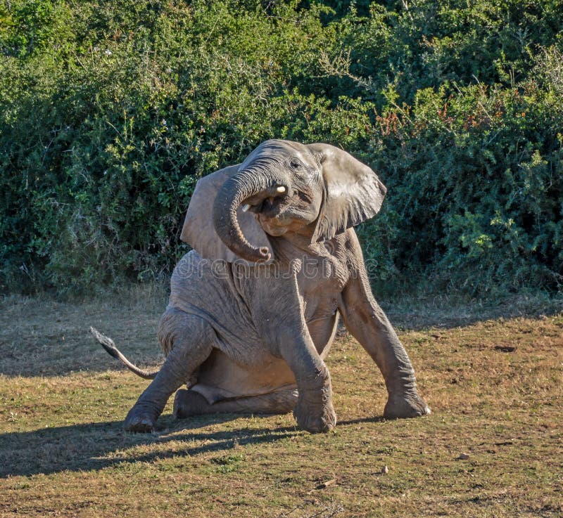 Going Down stock photo. Image of ivory, africa, grassland - 74238042