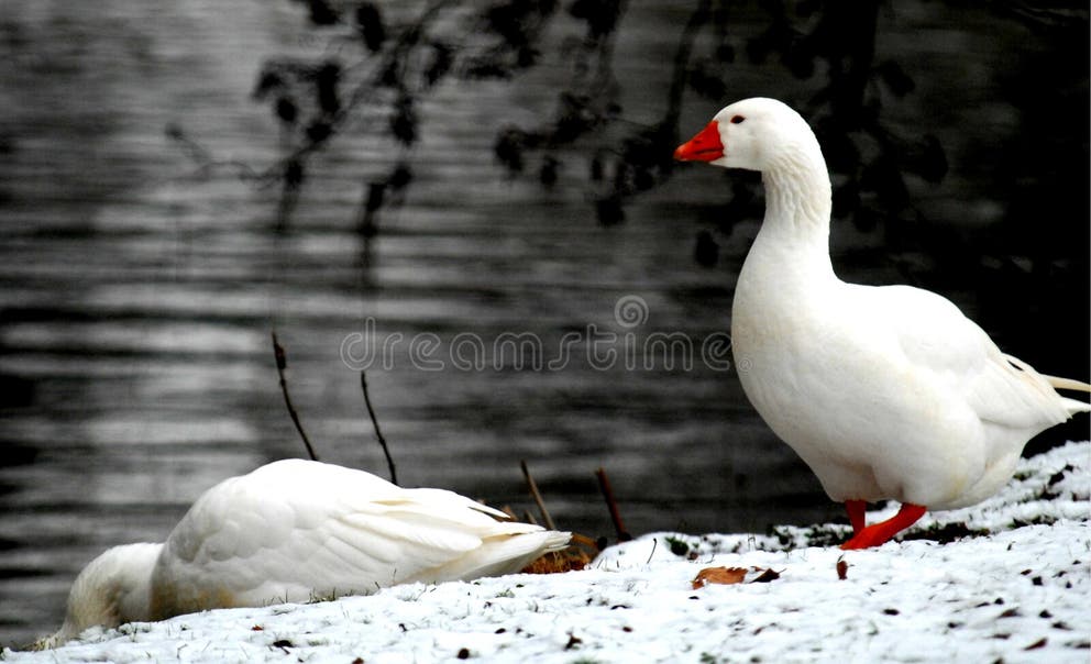 Going for a Gander Along the River Flit. Stock Image - Image of ...