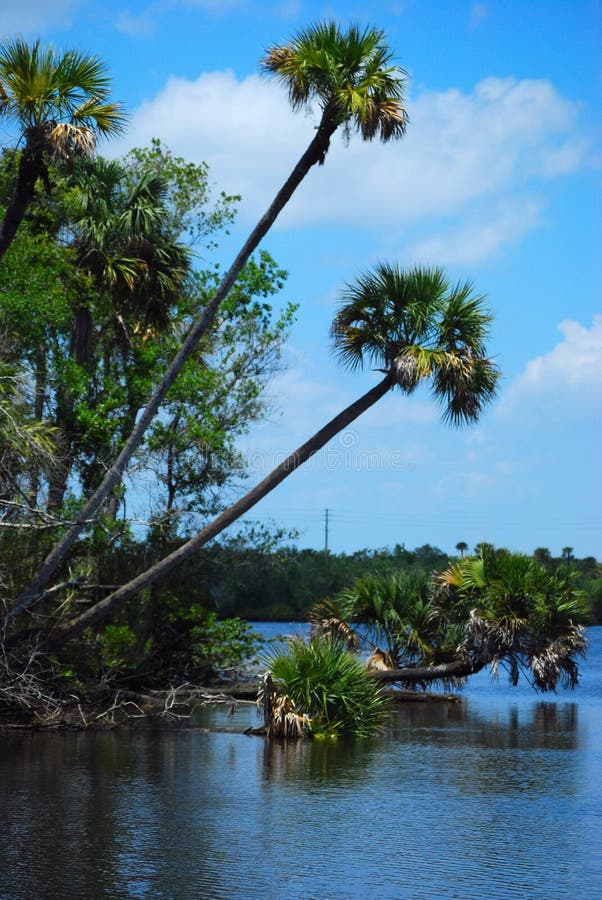 Going, Going, Gone stock photo. Image of river, trees - 7598644