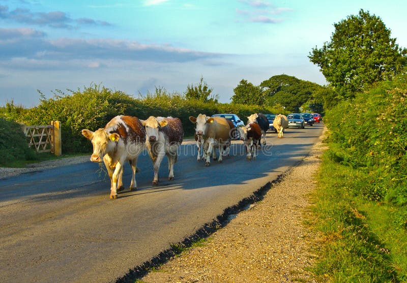 Going home stock photo. Image of walking, animal, home - 16217722
