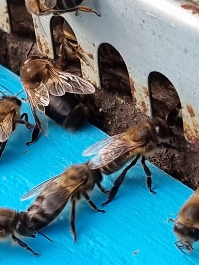 Going in Line in Bees Society Stock Image - Image of flower, bees ...