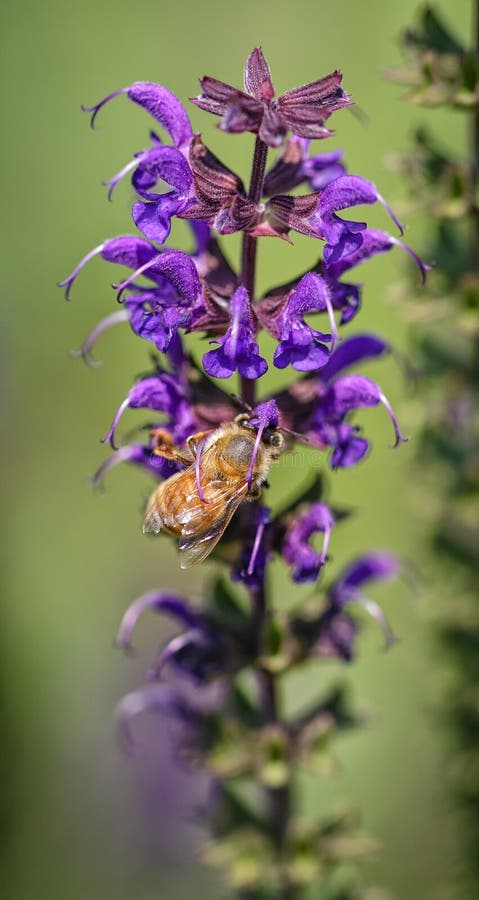 Going for the Nectar stock photo. Image of summer, insect - 39942626