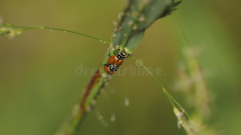 Going at it stock image. Image of ladaybug, nature, insect - 167371579