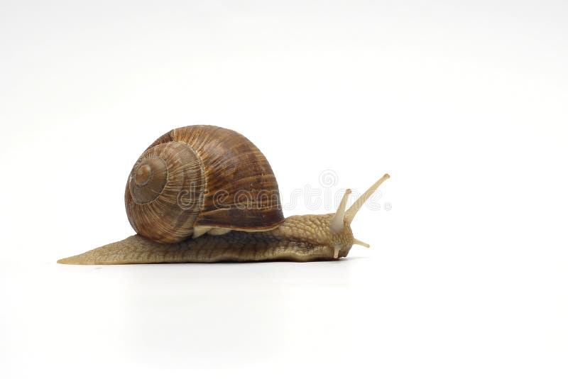 Slow snail stock photo. Image of progress, metaphor, snail - 26202604