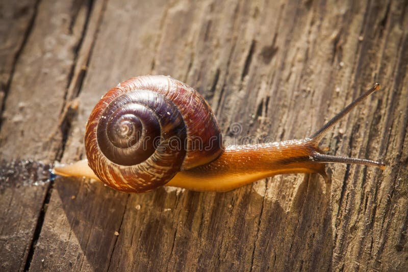 Going Spiral Snail on a Wooden Surface Top View Stock Photo - Image of ...