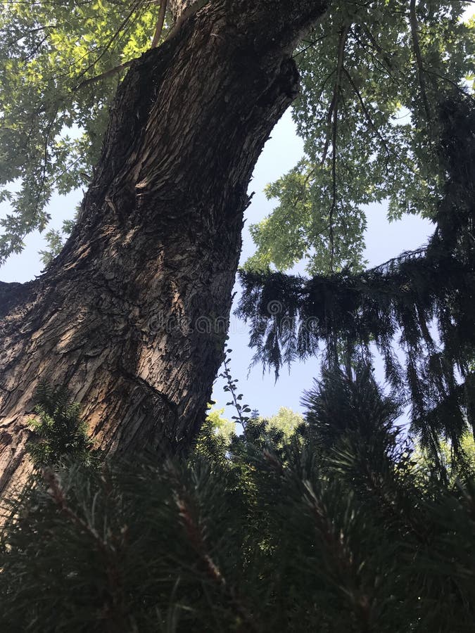 Going up? stock photo. Image of high, ground, trees - 96831986