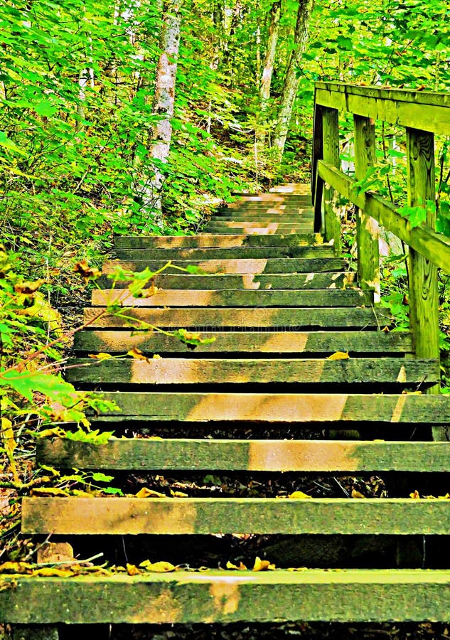 Going Up the Stairs on the Forest Trail Stock Photo - Image of trail ...