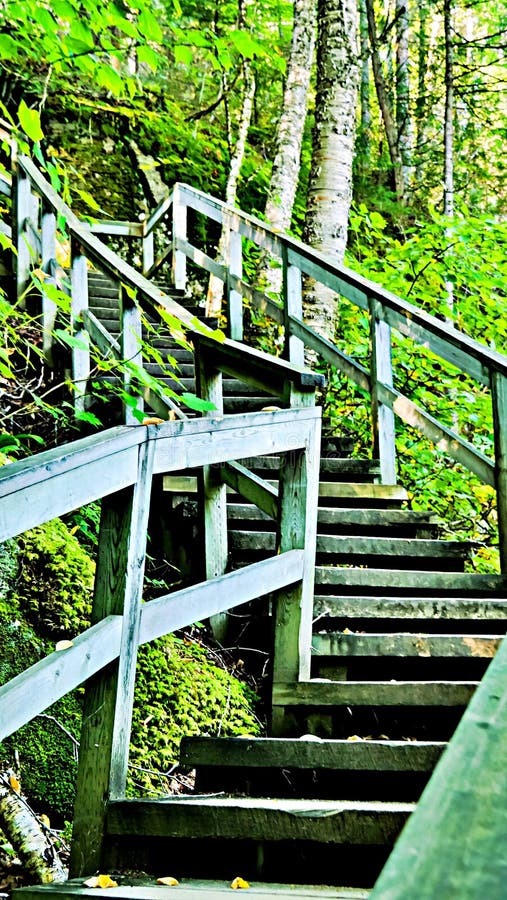 Going Up the Stairs on the Forest Trail Stock Image - Image of ...