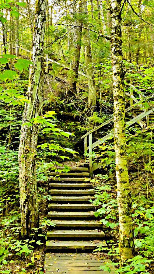 Going Up the Stairs on the Forest Trail Stock Image - Image of leaf ...