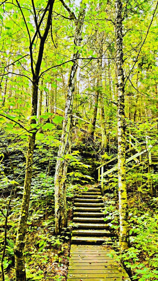Going Up the Stairs on the Forest Trail Stock Image - Image of travel ...