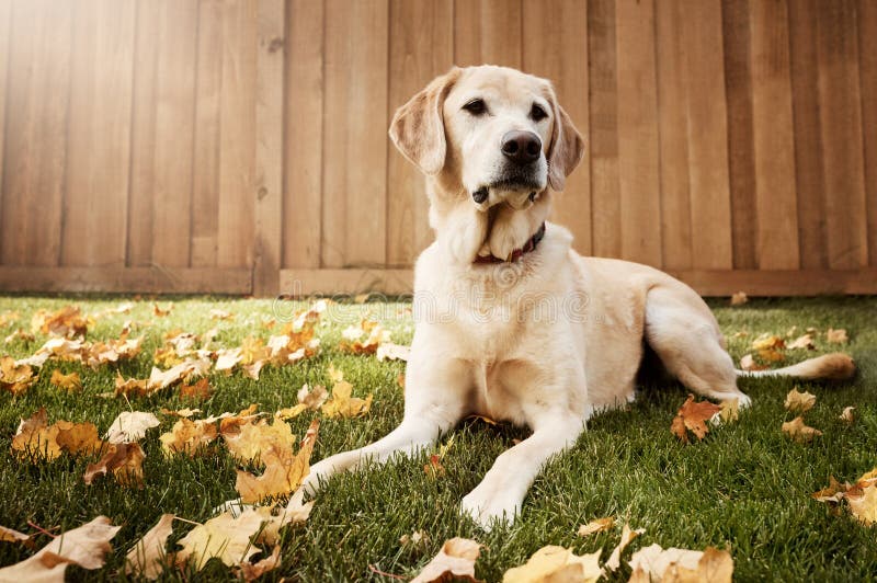 When are we Going for a Walk. a Cute Labrador Sitting Amongst Fallen ...