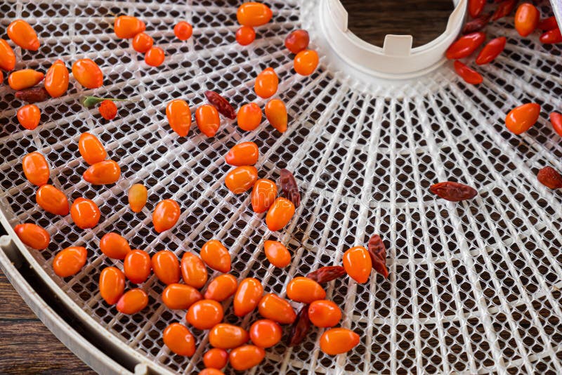 Goji Berries in Fruit Dryer Machine. Red Dried Goji Berries Stock Image ...