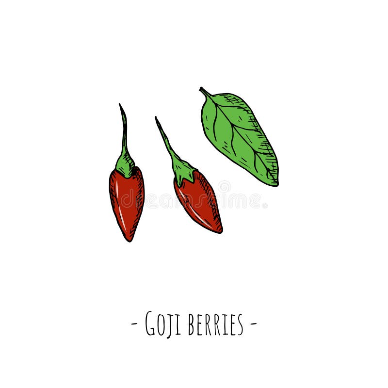 Goji Berries. Vector Cartoon Illustration. Isolated Objects on White ...