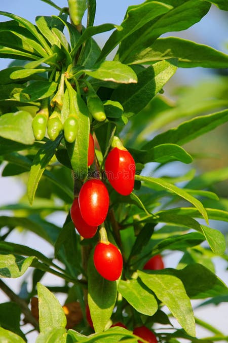 Goji berry stock image. Image of berry, fruit, goji, plant - 22688811