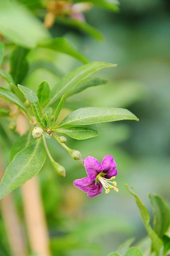 Goji berry flower stock image. Image of plant, flower - 48125771