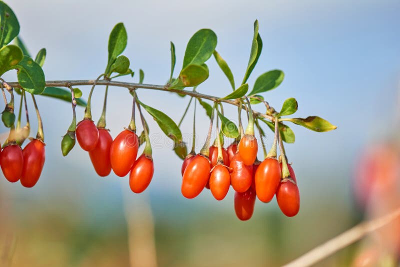 Goji Berry - Twig Filled with Fresh Goji Berries Stock Image - Image of ...