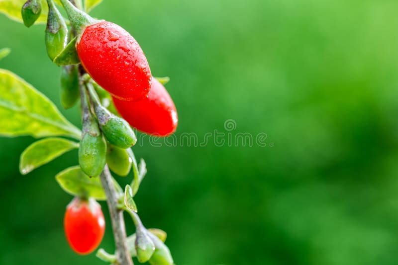 Goji berry stock image. Image of remedies, wellnesspflanze - 44308507