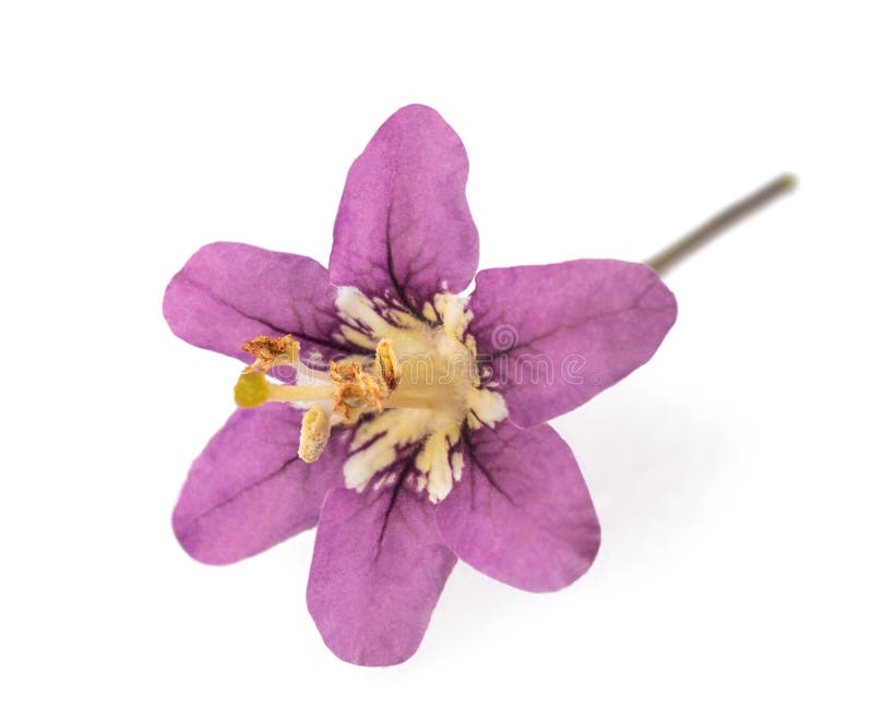 Goji flower stock image. Image of blossom, supplement - 139768677