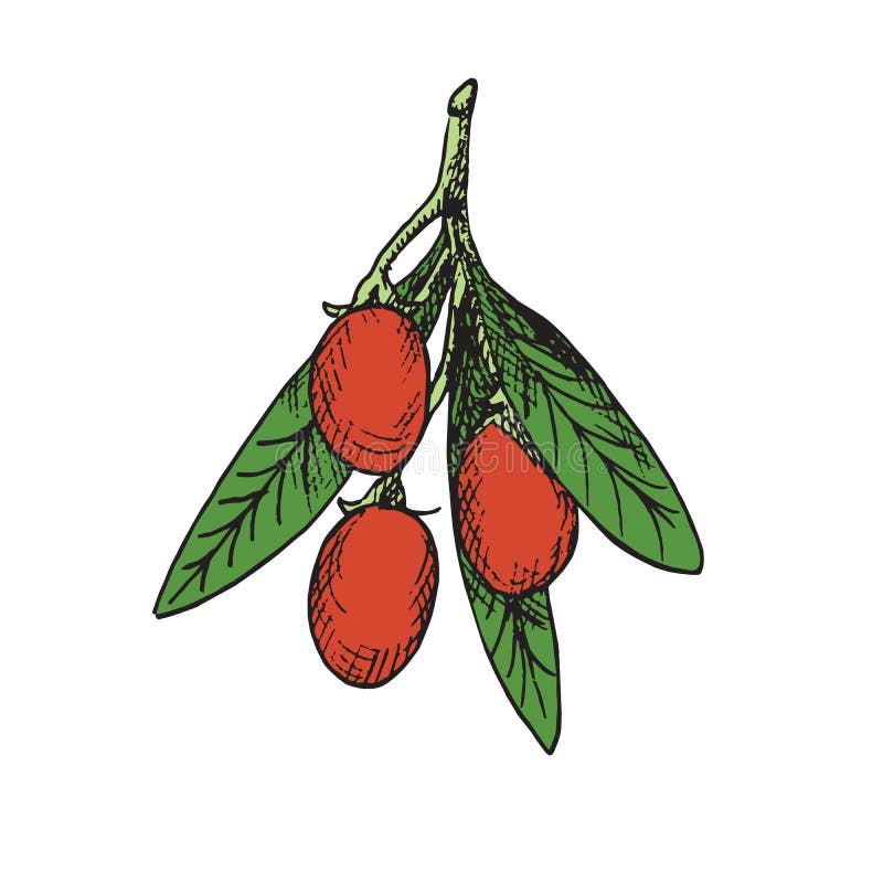 Goji, Hand Drawn Doodle, Sketch, Vector Illustration Stock Vector ...