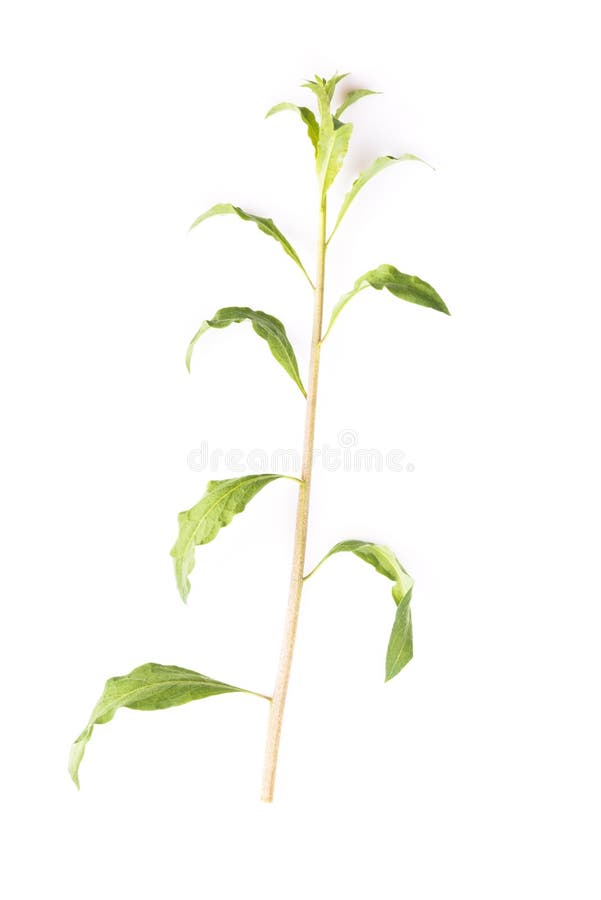 Goji leaf stock image. Image of health, healthy, leaves - 54622537