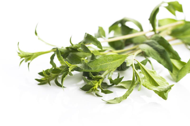 Goji leaf stock photo. Image of health, handful, berry - 54622590