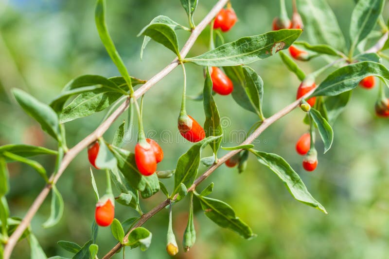 Goji plant stock image. Image of barberry, growing, foliage - 57196937