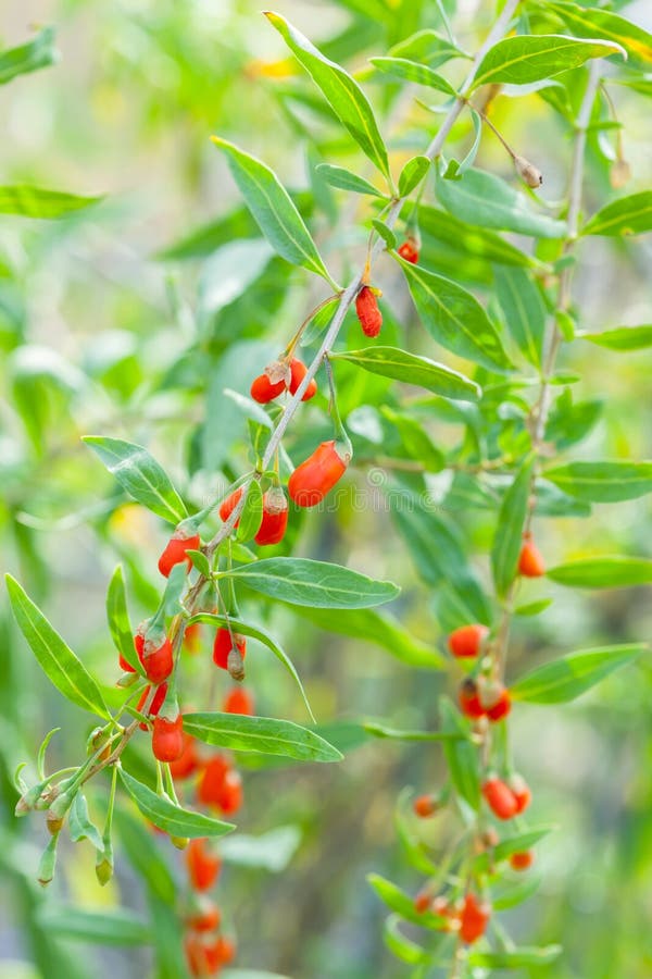 Goji plant stock photo. Image of barbarum, bittersweet - 94260846