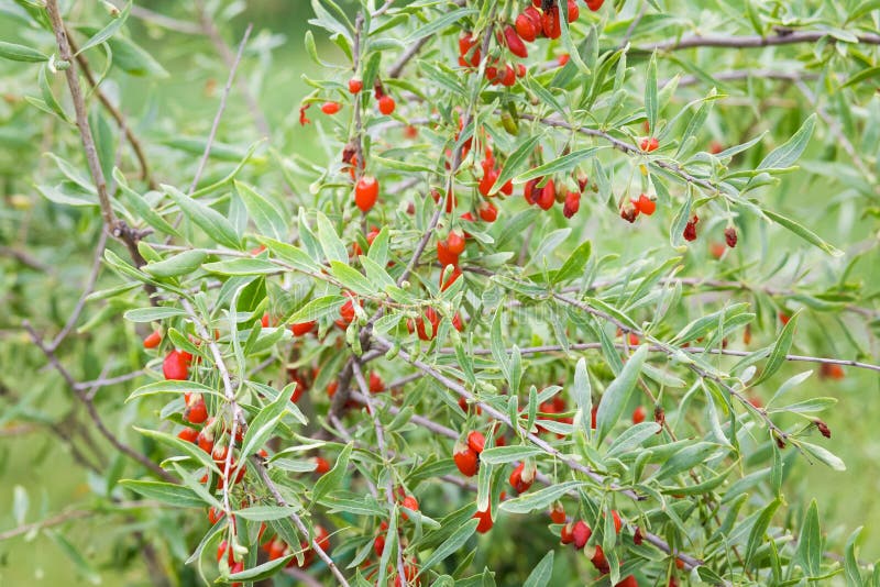 Goji Plant Bush in the Farmer’s Garden, Blooming Goji Plant in Summer ...