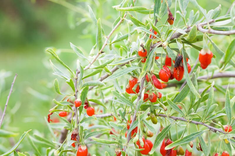 Goji plant stock photo. Image of barbarum, bittersweet - 94260846