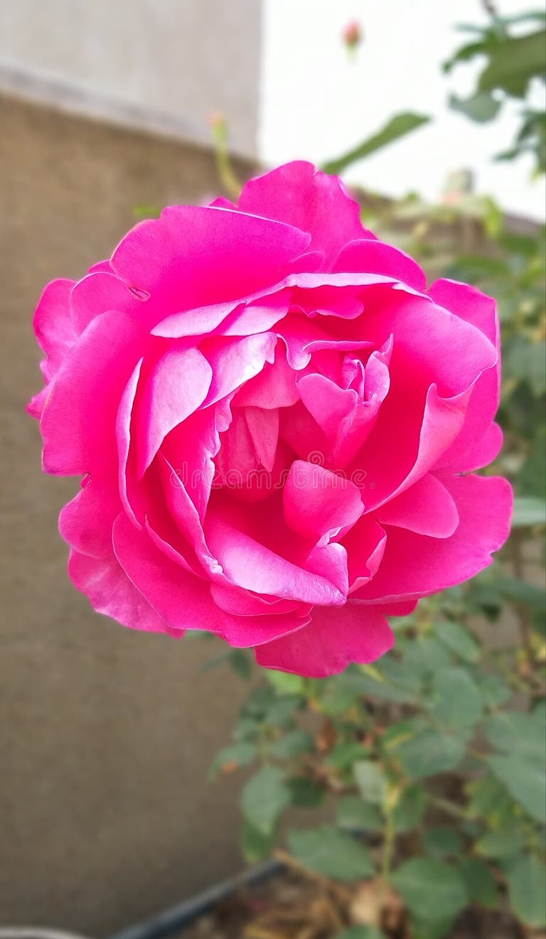 290 Golap Stock Photos - Free & Royalty-Free Stock Photos from Dreamstime