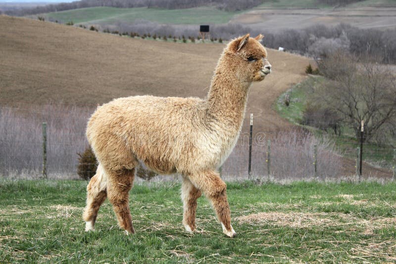 Gold Alpaca Walking on a Hill Stock Image - Image of cute, pasture ...
