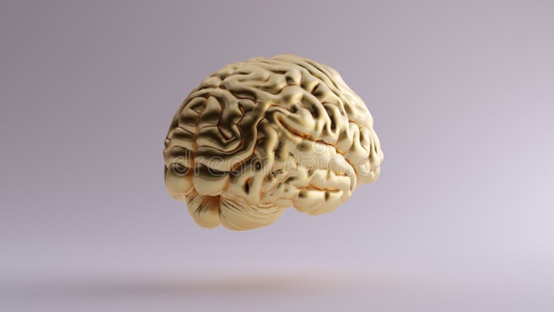 Gold Anatomical Brain stock illustration. Illustration of classic ...