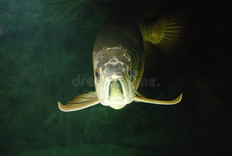 Silver Arowana Jumping