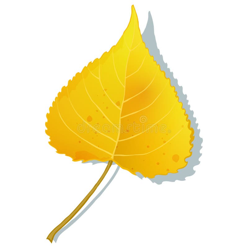 Gold Aspen Leaf Isolated on White Background Stock Vector ...