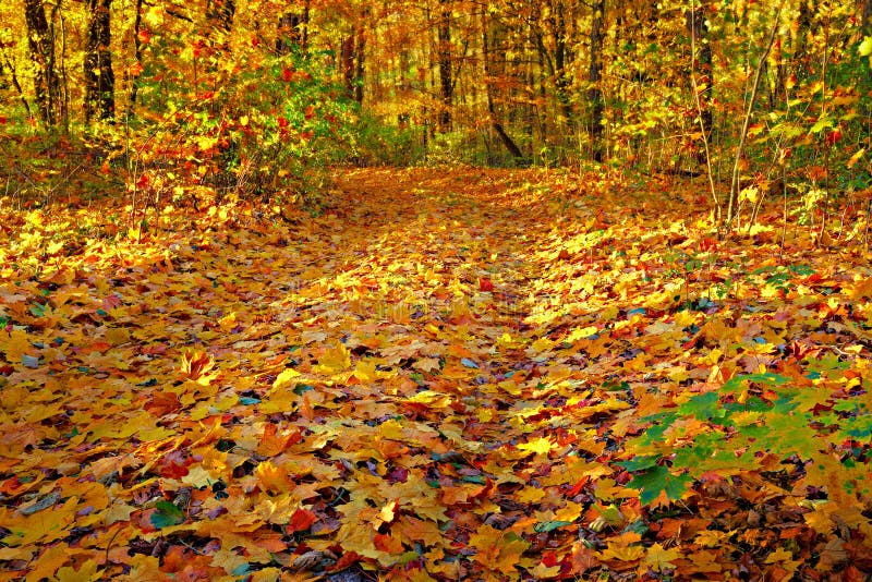 Gold autumn stock image. Image of field, golf, foliage - 15159787