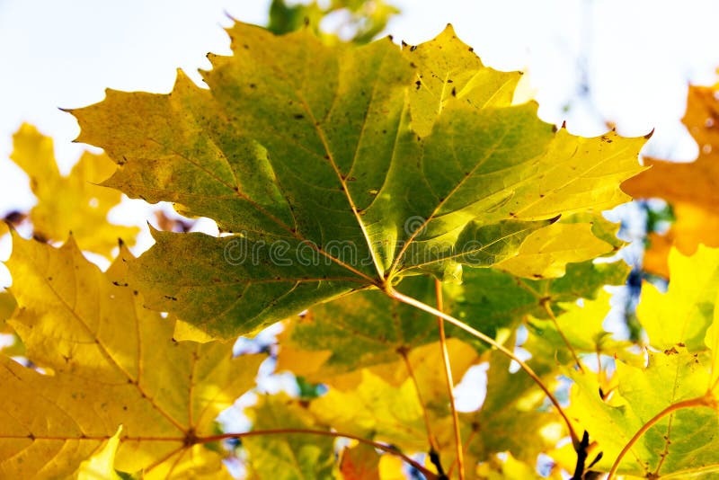 Gold Autumn stock photo. Image of park, nature, harvest - 45763026