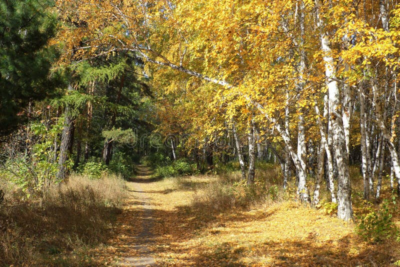 Gold Autumn Landscape - Path in a Mixed Forest Stock Photo - Image of ...