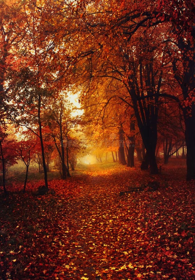 Gold autumn stock image. Image of path, autumn, park - 58776049