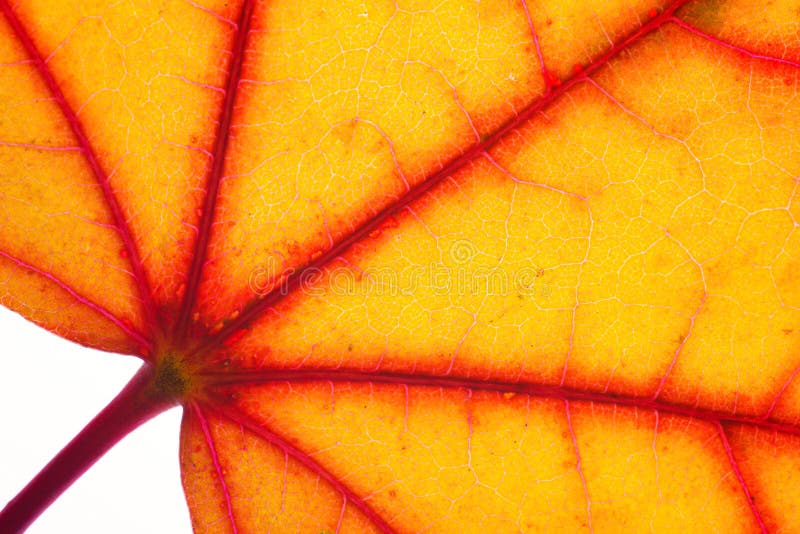 Gold Autumn with Sunlight / Beautiful Trees in the Forest Stock Photo ...