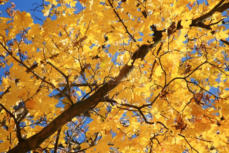 Gold autumn stock photo. Image of natural, beauty, maple - 29803814