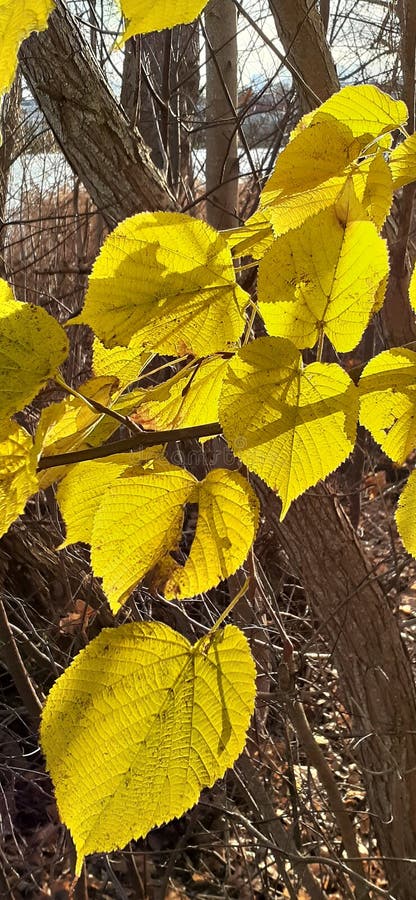 Gold Autumn Leaves at September Stock Image - Image of green, sunshine ...