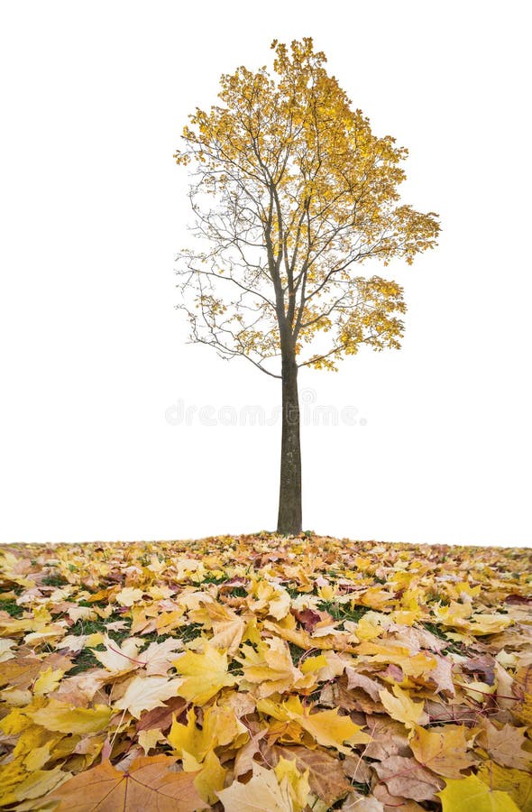 Gold Autumn Maple Tree and Leaves on Grass Stock Photo - Image of tree ...