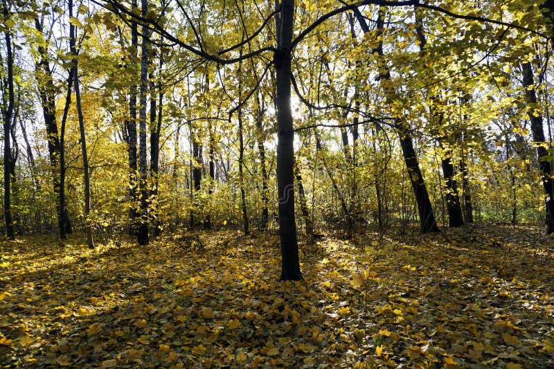 Gold Autumn. October. Trees in the Park in Autumn Attire Stock Photo ...